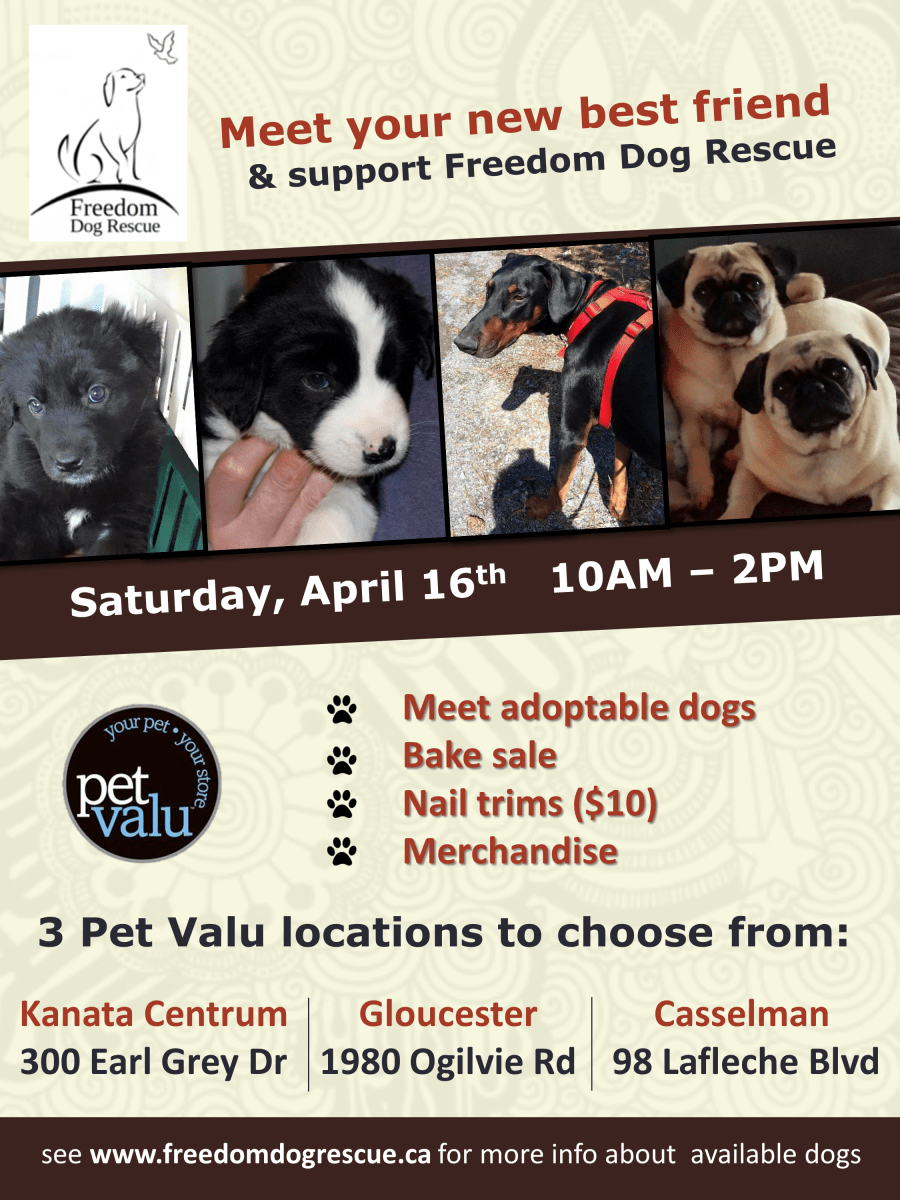 Find your new best friend with Freedom Dog Rescue | hphdesign